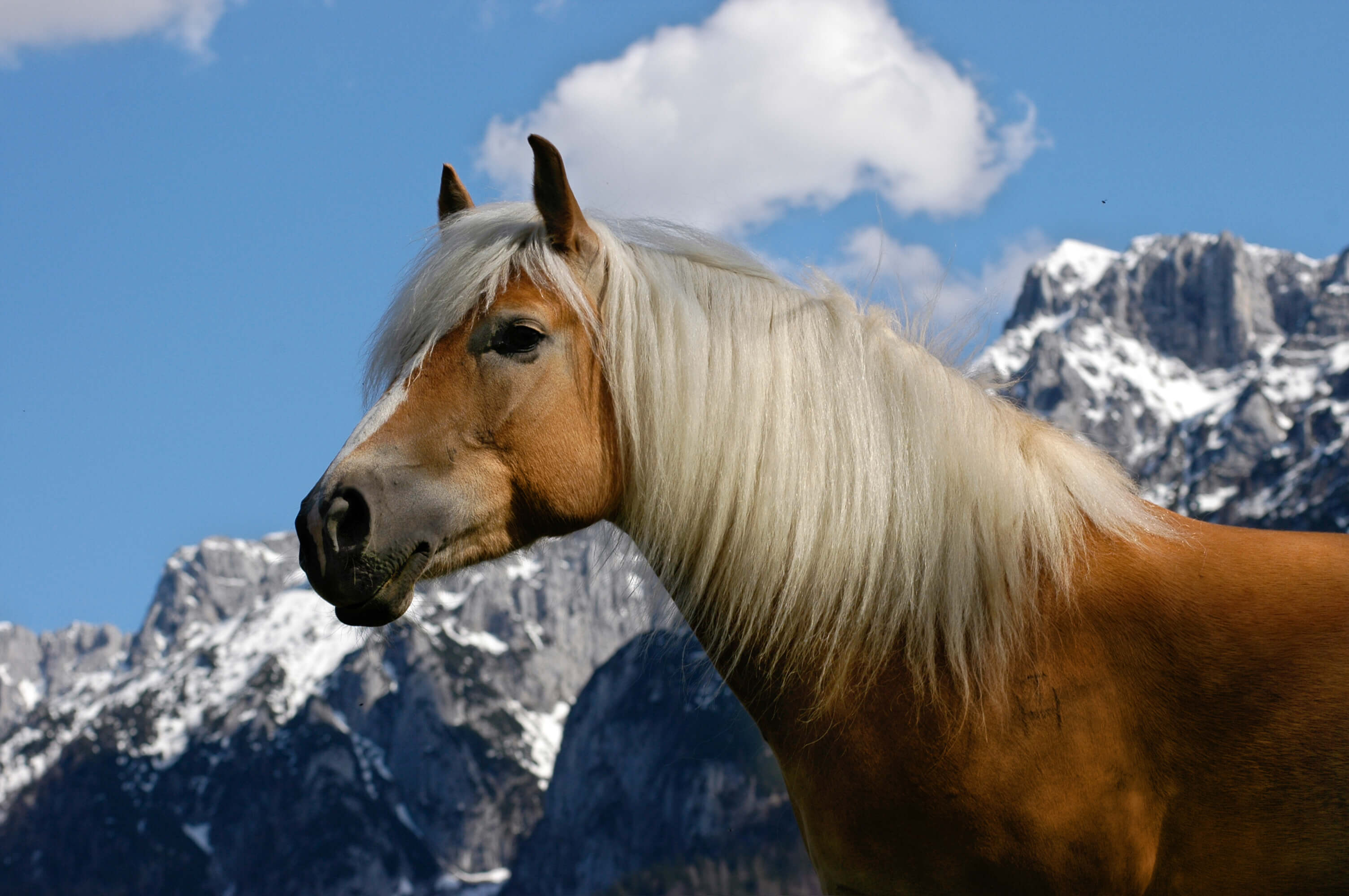 Hafling - Asociace svazů chovatelů koní