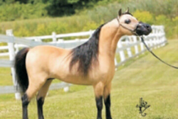 Minihorse - Asociace svazů chovatelů koní