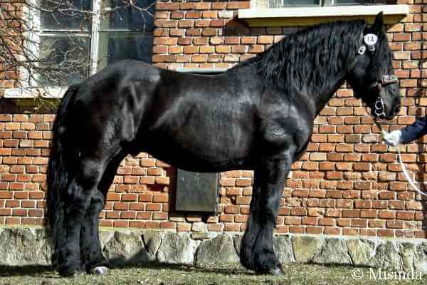 Zentus Schaunitz XVI - Asociace svazů chovatelů koní